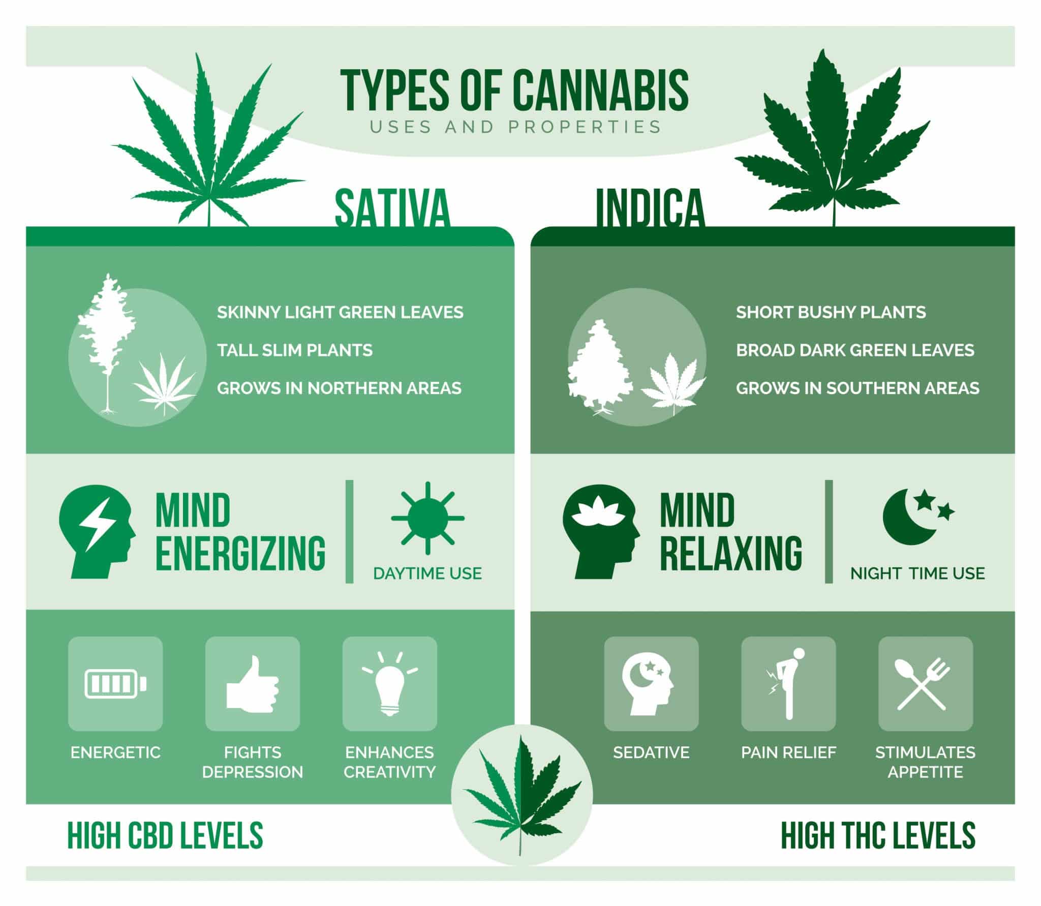 Discover the Joy of Indica vs Sativa: Effects and Uses