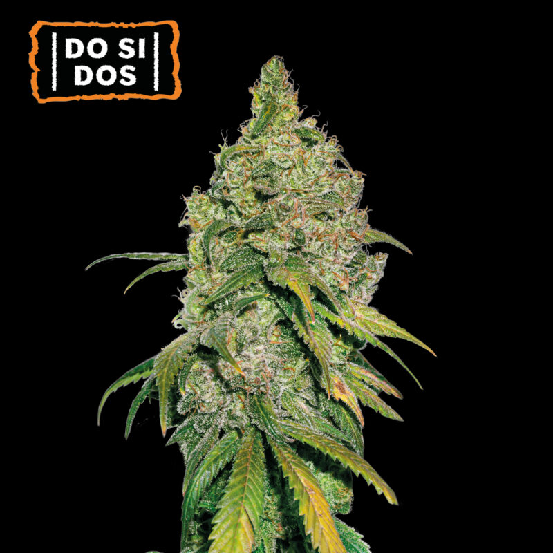 Buy Do Si Dos – High THC & Earthy Flavor