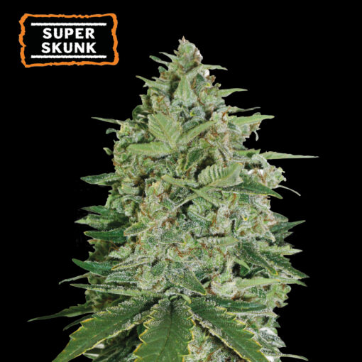 Buy Super Skunk – High THC & Heavy Yields